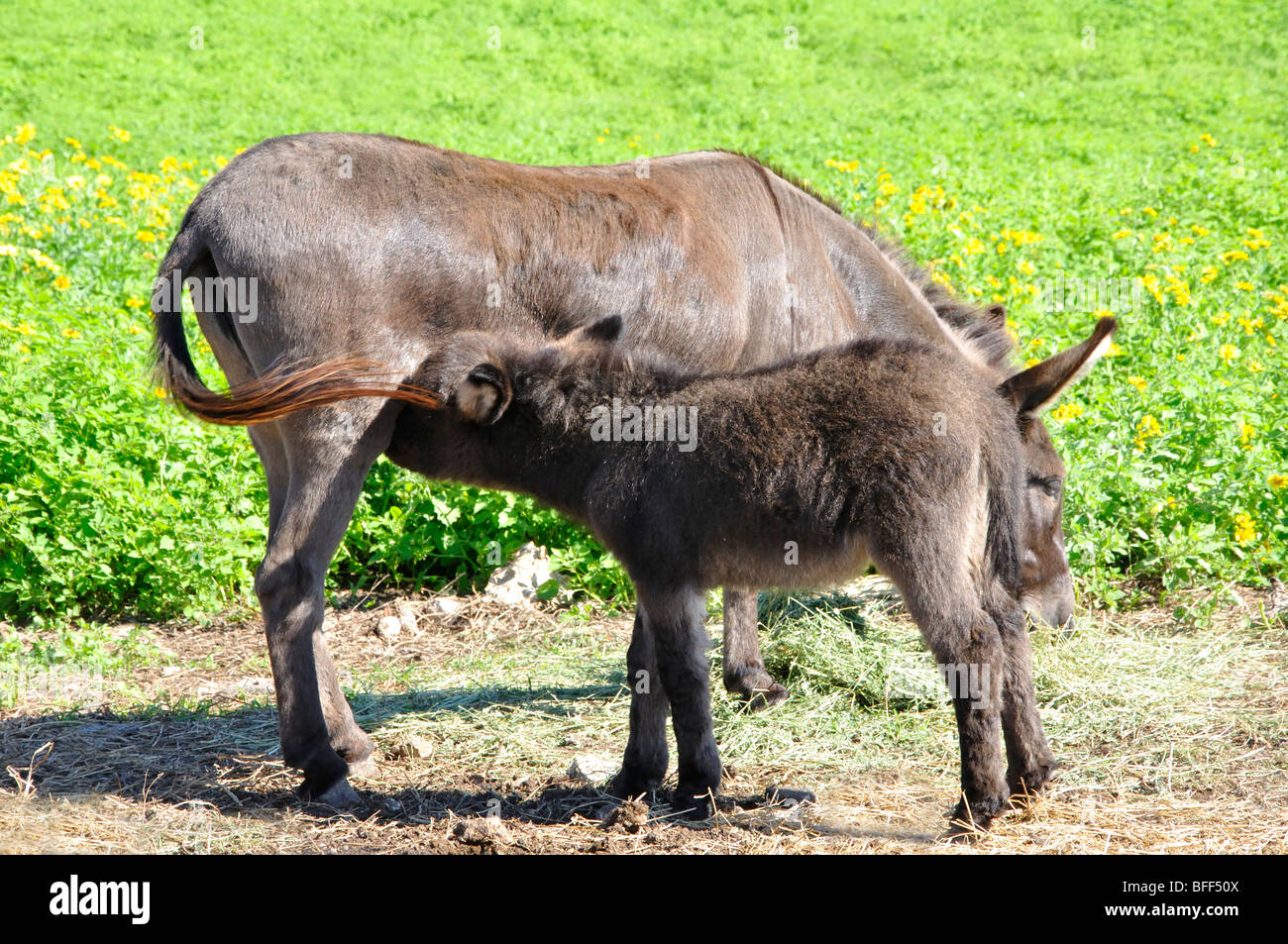 Sicilian Donkeys (Equus Asinus Stock Photo - Alamy