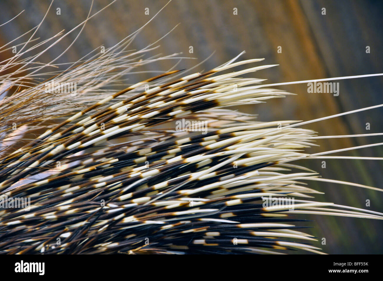 Hystricidae hi-res stock photography and images - Alamy