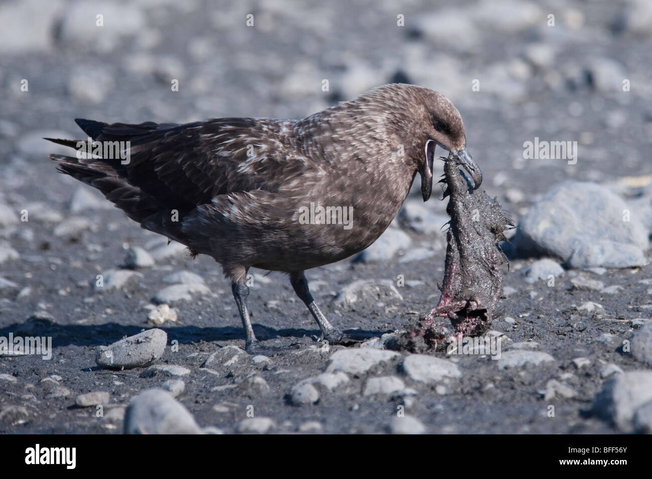 Subantarctic Skua, Stercorarius antarcticus, feeding on carcass, Salisbury Plain, South Georgia ...
