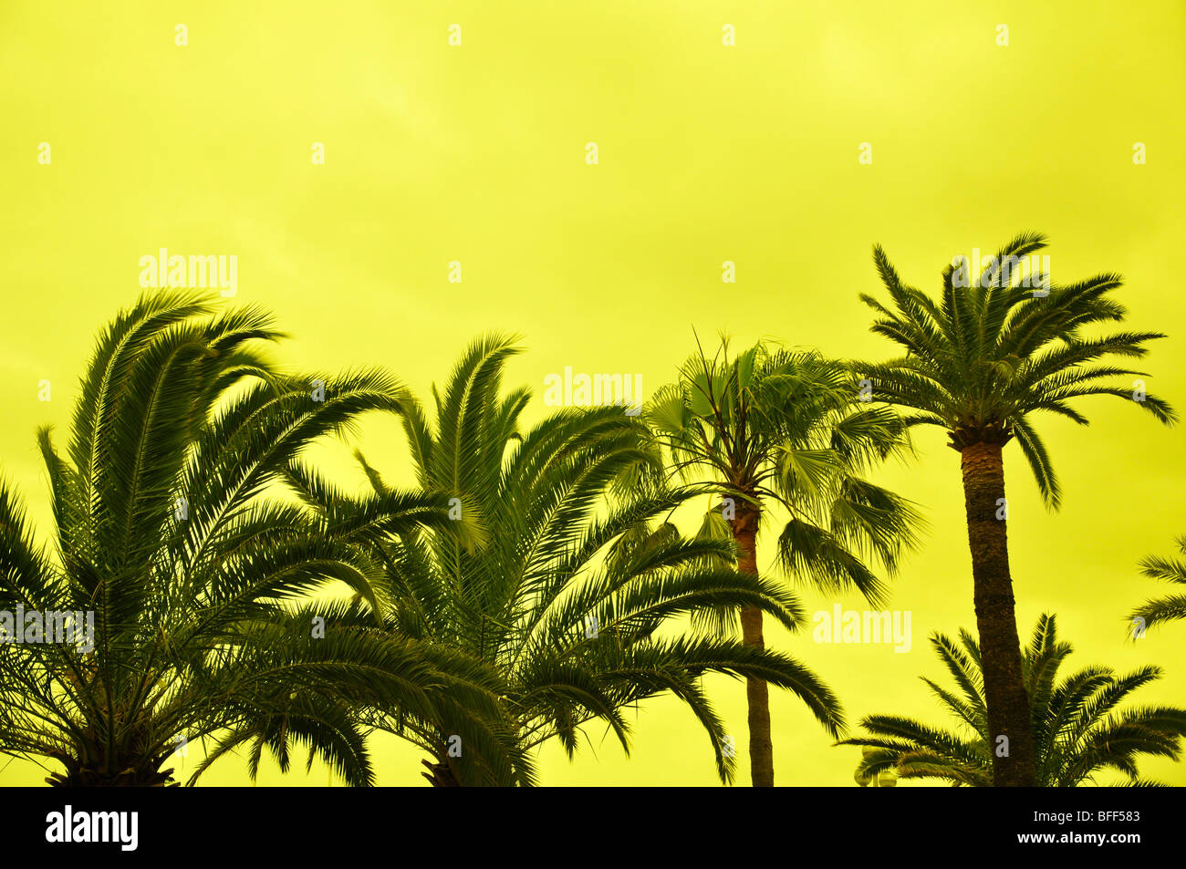 Palms at sunset Stock Photo - Alamy