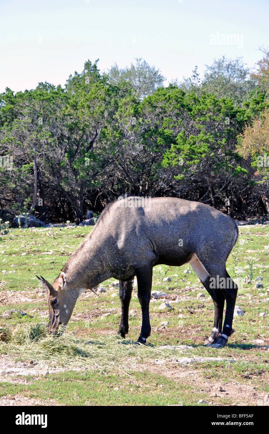 Nilgai (Boselaphus tragocamelus Stock Photo - Alamy