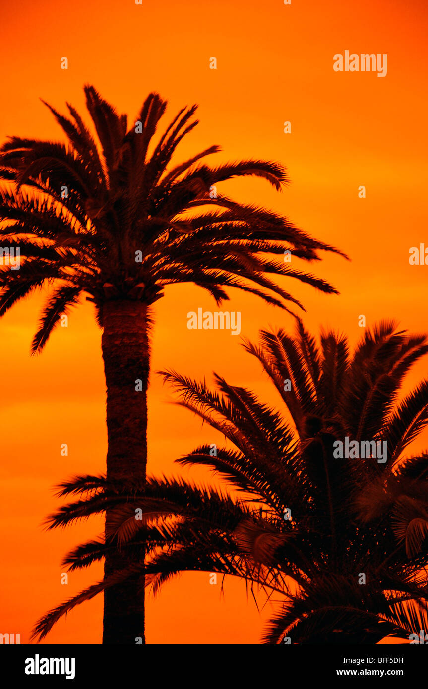 Palms at sunset Stock Photo - Alamy