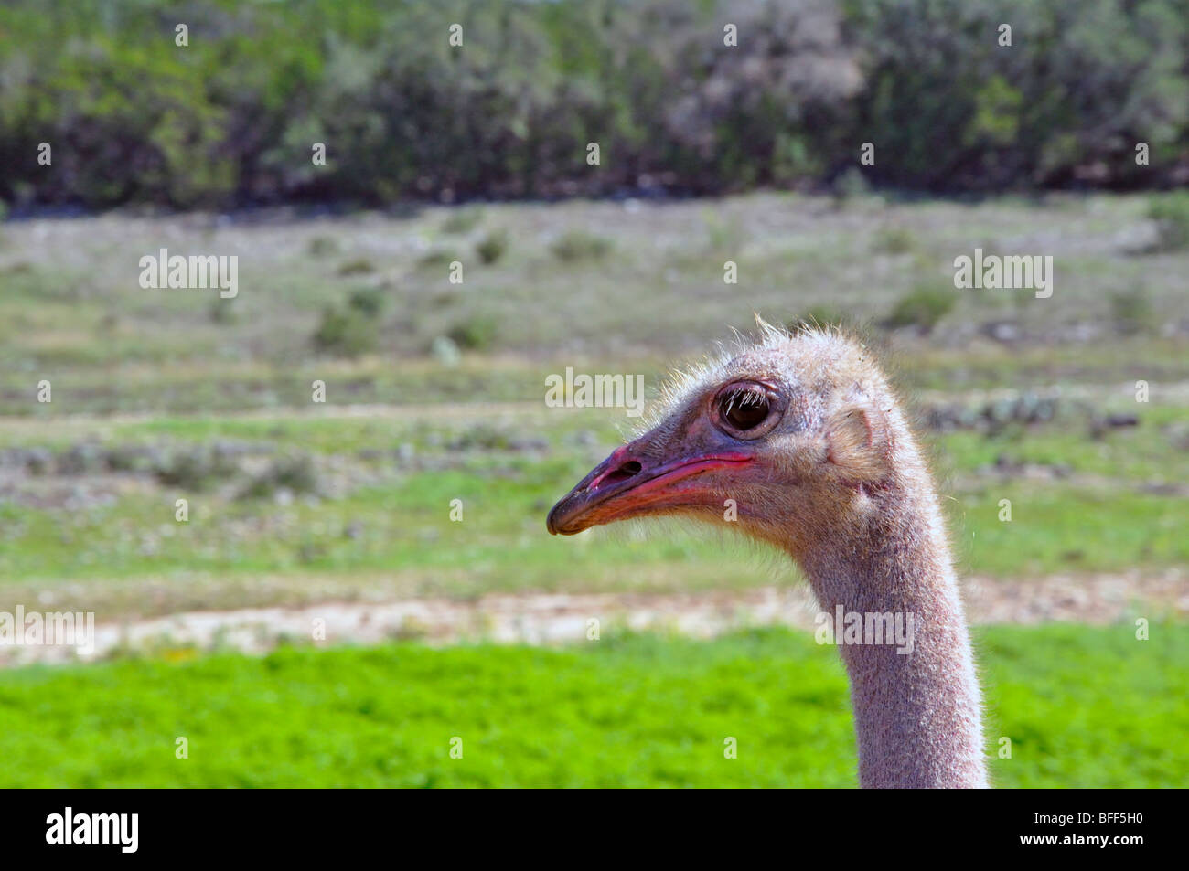 Ostrich (Struthio camelus Stock Photo - Alamy