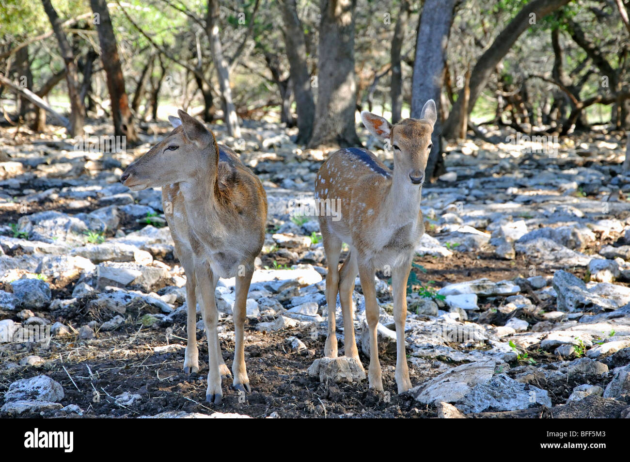 Formosan sika deer (Cervus nippon Stock Photo - Alamy