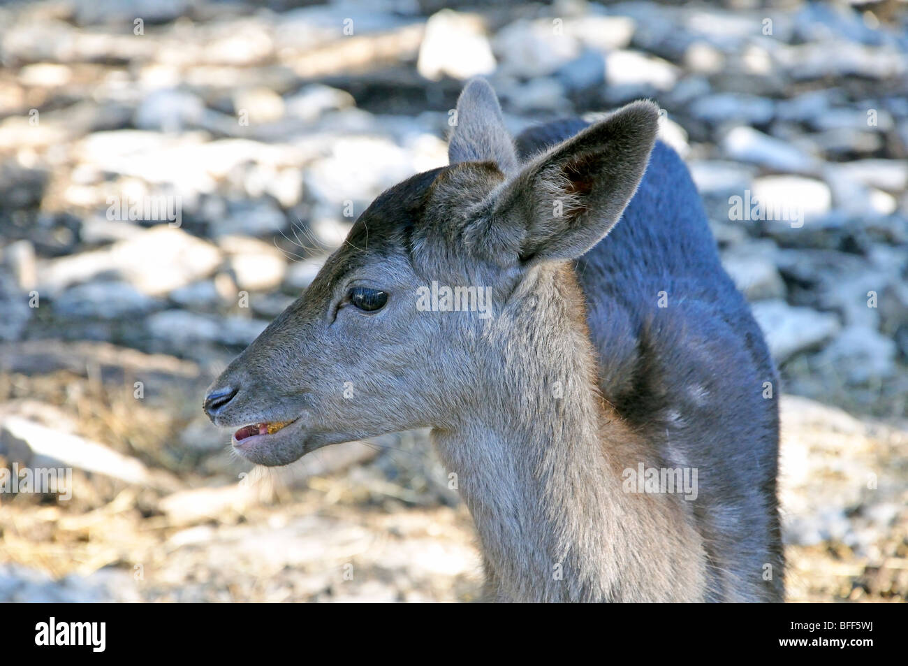 Formosan sika deer (Cervus nippon Stock Photo - Alamy