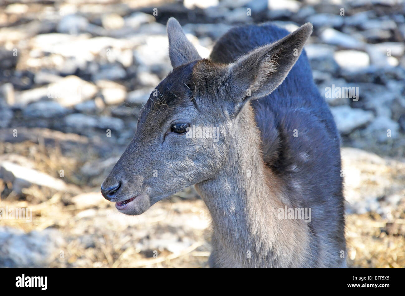 Formosan sika deer (Cervus nippon Stock Photo - Alamy