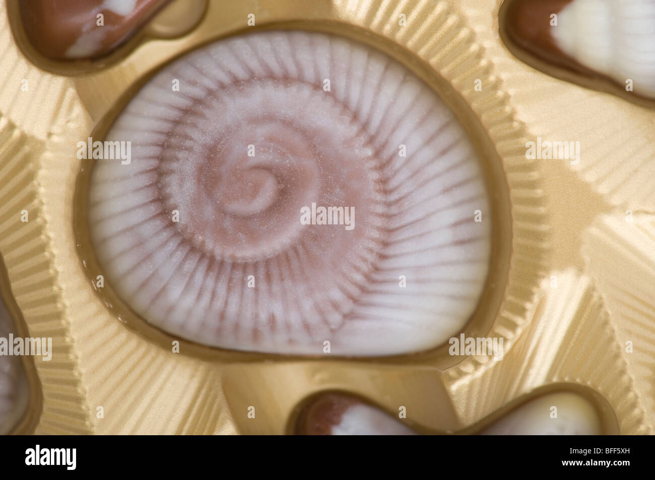 chocolate candy seashells in box close up Stock Photo - Alamy