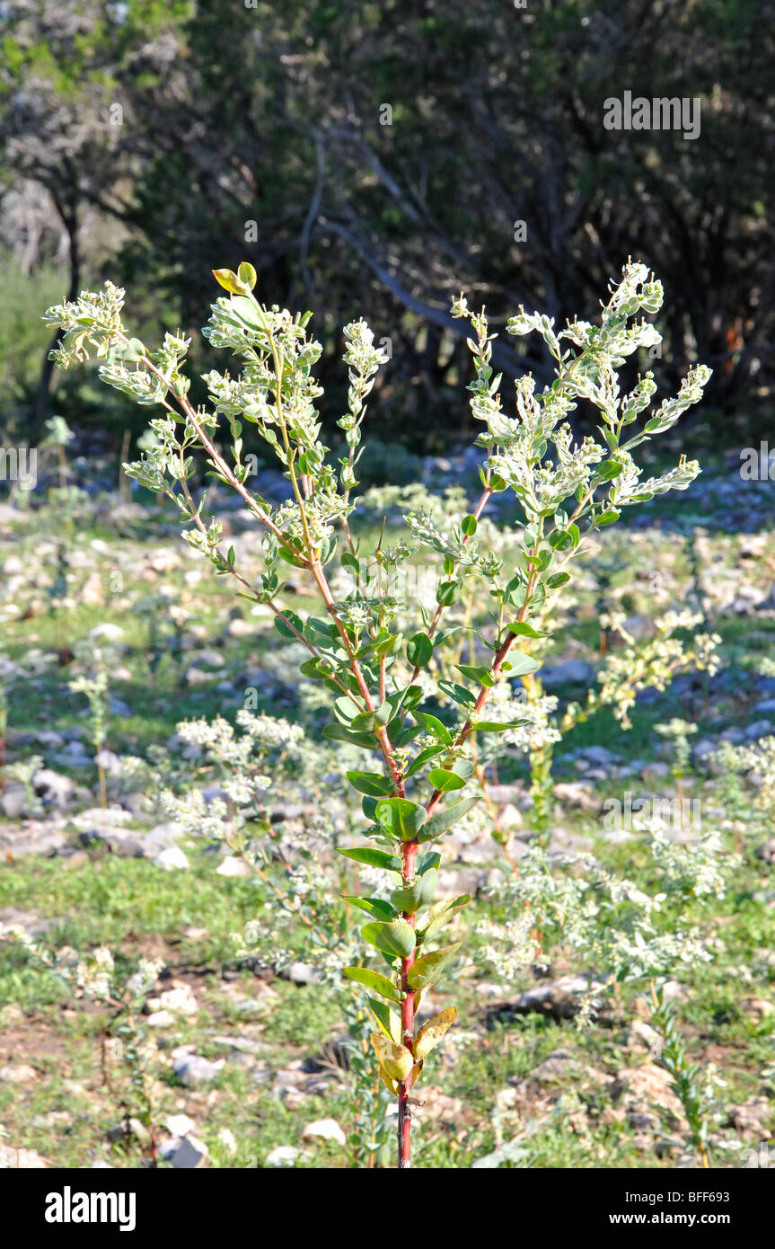 Drought-resistant Texas weeds Stock Photo - Alamy