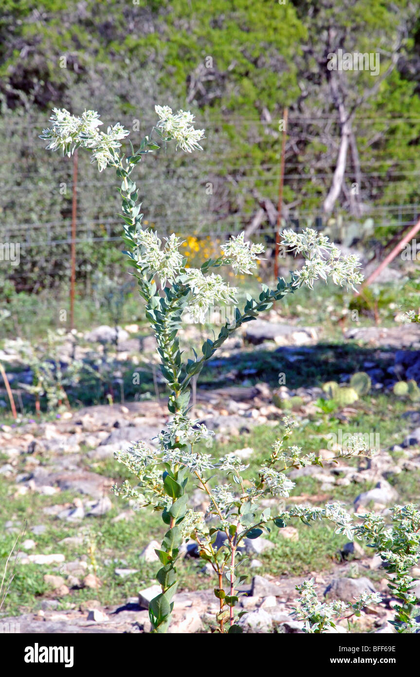 Drought-resistant Texas weeds Stock Photo - Alamy