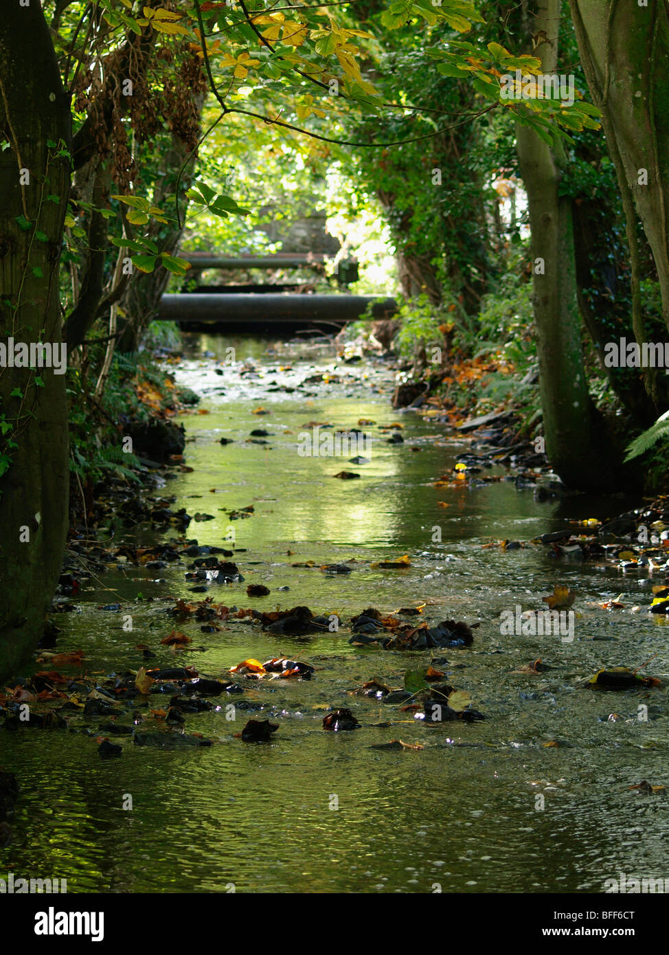 Trees overhanging river hi-res stock photography and images - Alamy