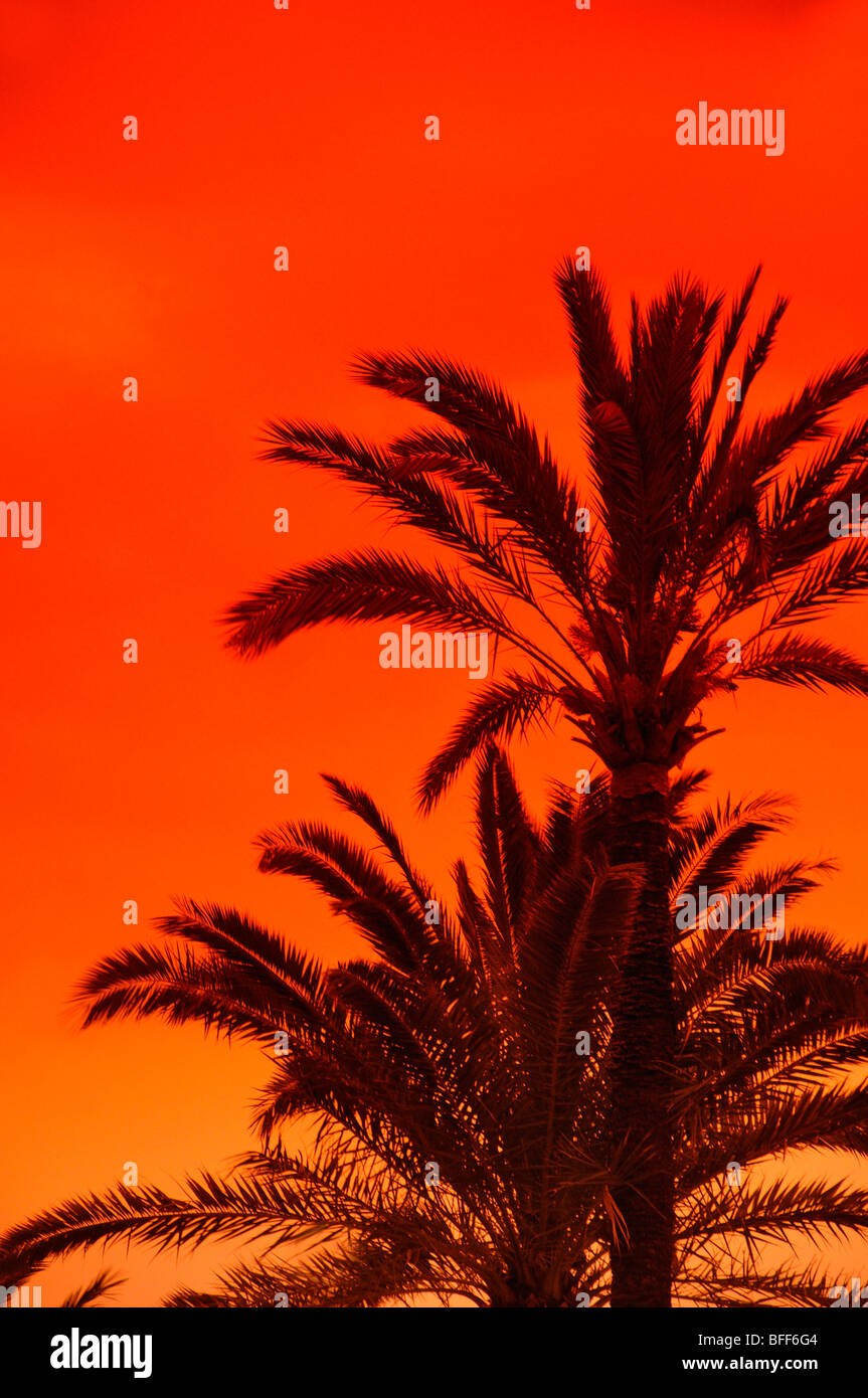Palms at sunset Stock Photo - Alamy