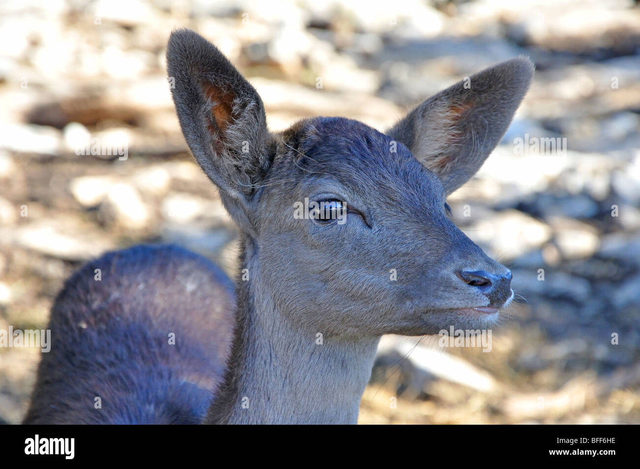 Formosan sika deer (Cervus nippon Stock Photo - Alamy