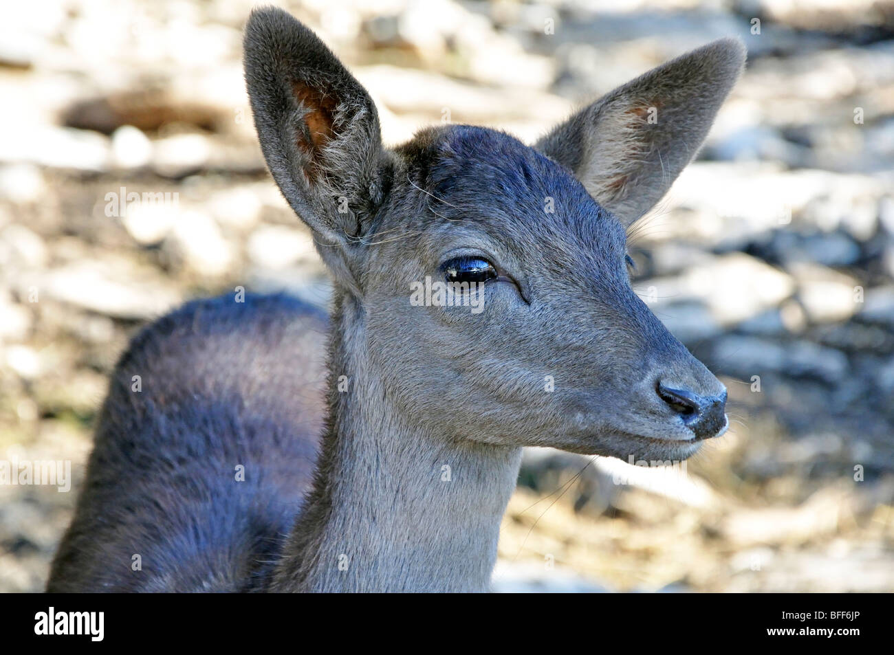 Formosan sika deer (Cervus nippon Stock Photo - Alamy