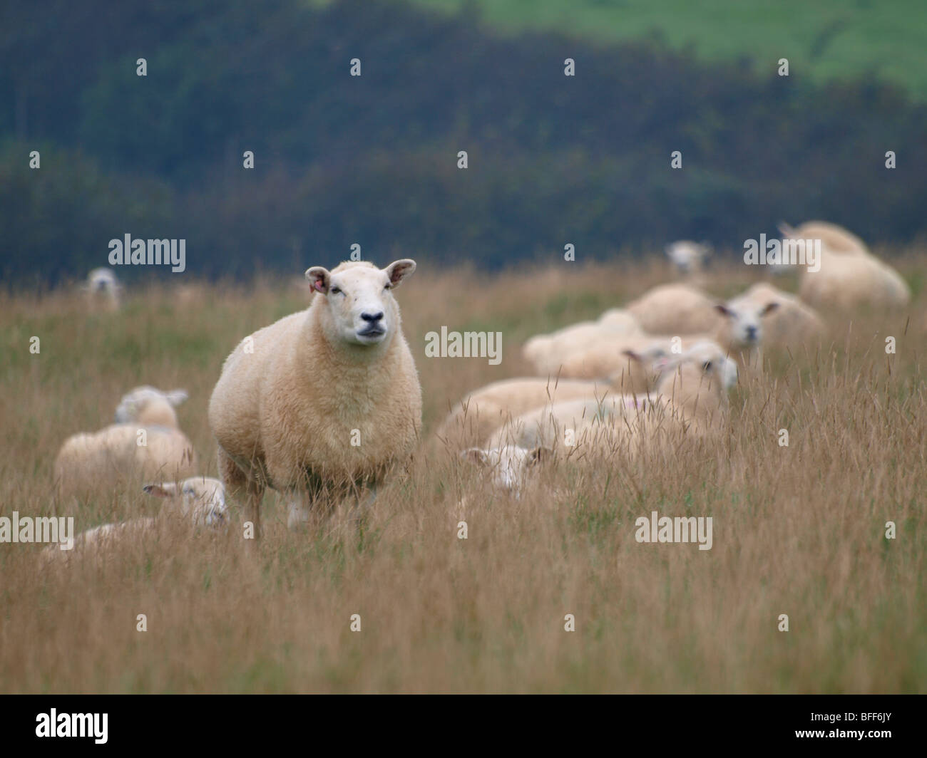 Field of sheep one standing Stock Photo - Alamy