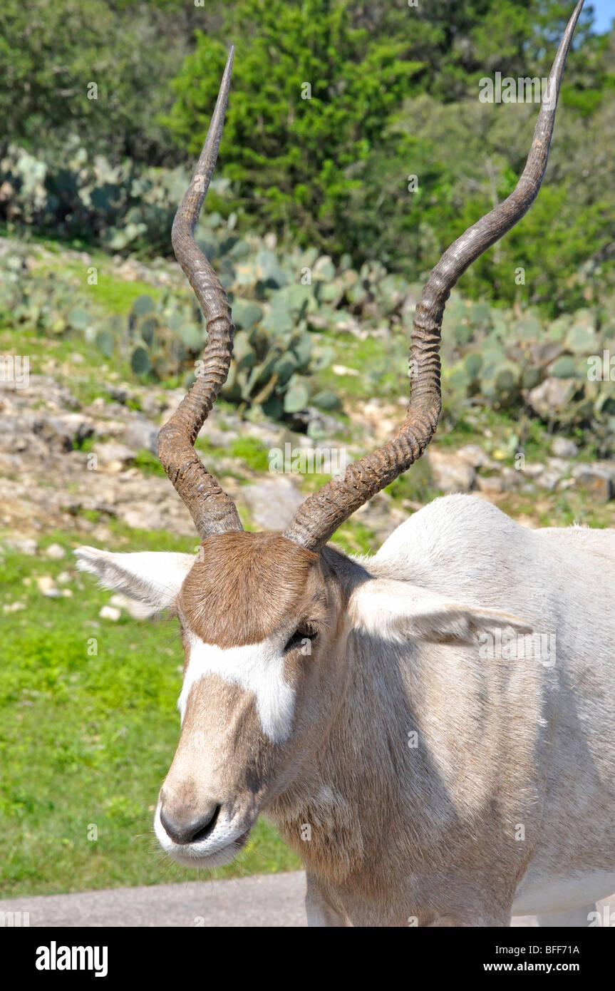 Addax (Addax nasomaculatus Stock Photo - Alamy
