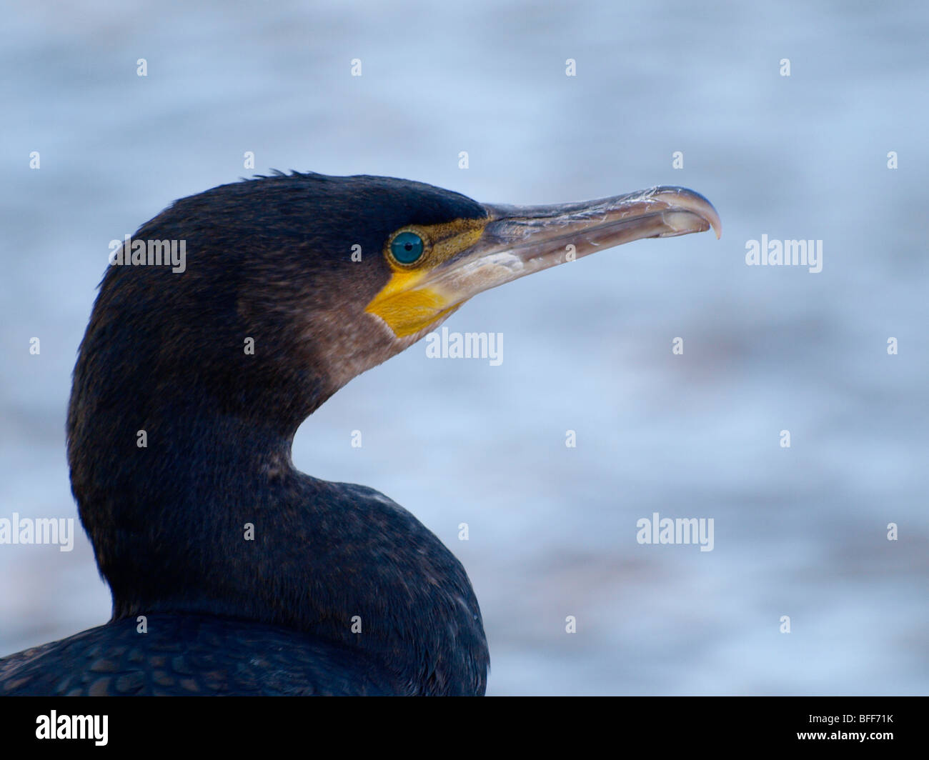 Close up cormorant head hi-res stock photography and images - Alamy