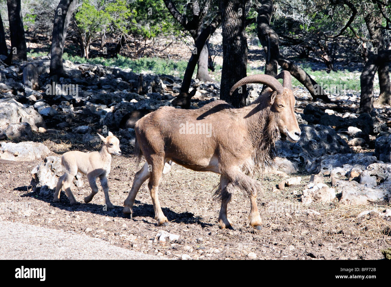 Aoudad aka Barbary Sheep (Ammotragus lervia) with kid Stock Photo - Alamy