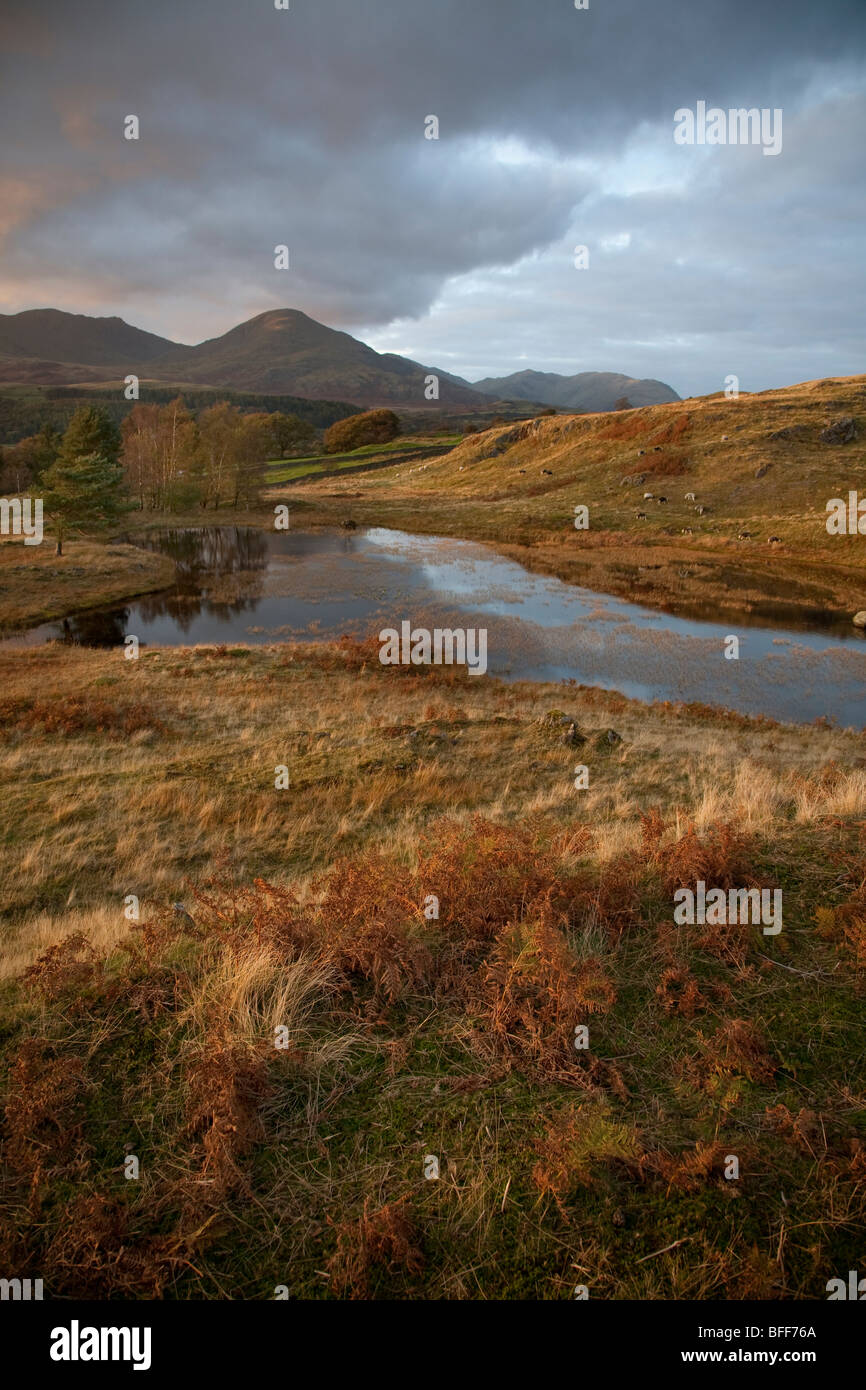 Kelly Hall Tarn on Torver Common in the english Lake District in autumn ...
