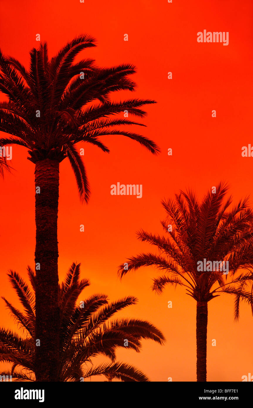 Palms at sunset Stock Photo - Alamy