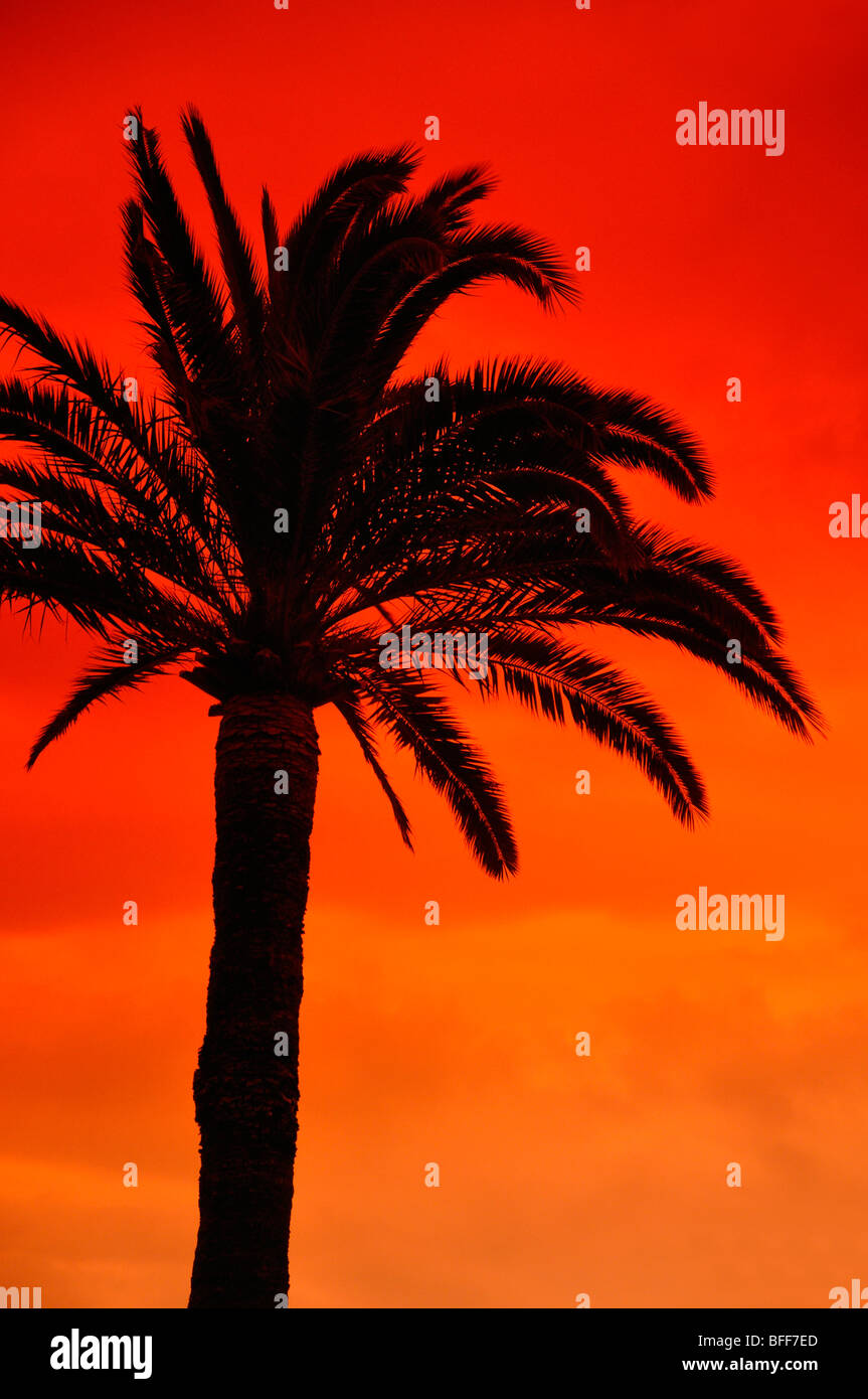 Palm at sunset Stock Photo - Alamy