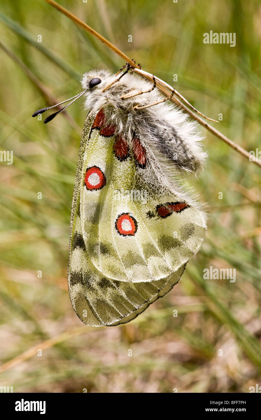 Apollo butterfly (Parnassius apollo), Swiss Alps Stock Photo - Alamy