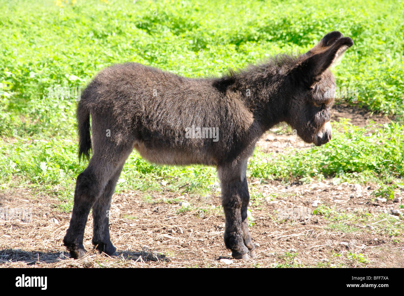 Sicilian Donkey (Equus Asinus Stock Photo - Alamy