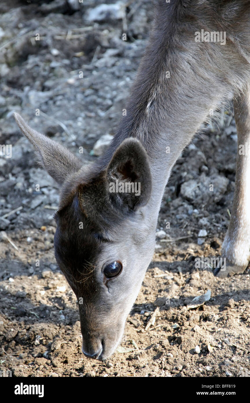 Formosan sika deer (Cervus nippon Stock Photo - Alamy