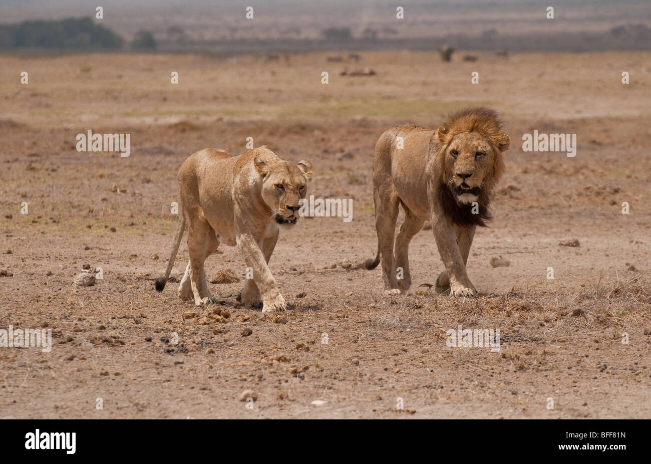 A Lion and his mate walking across the African Plains in a drought ...