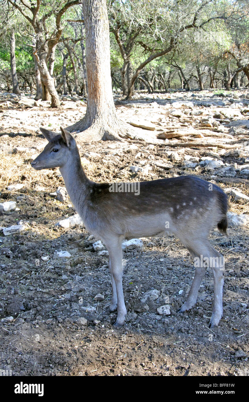 Kerama Sika Deer aka Japanese Sika (Cervus nippon keramae Stock Photo ...