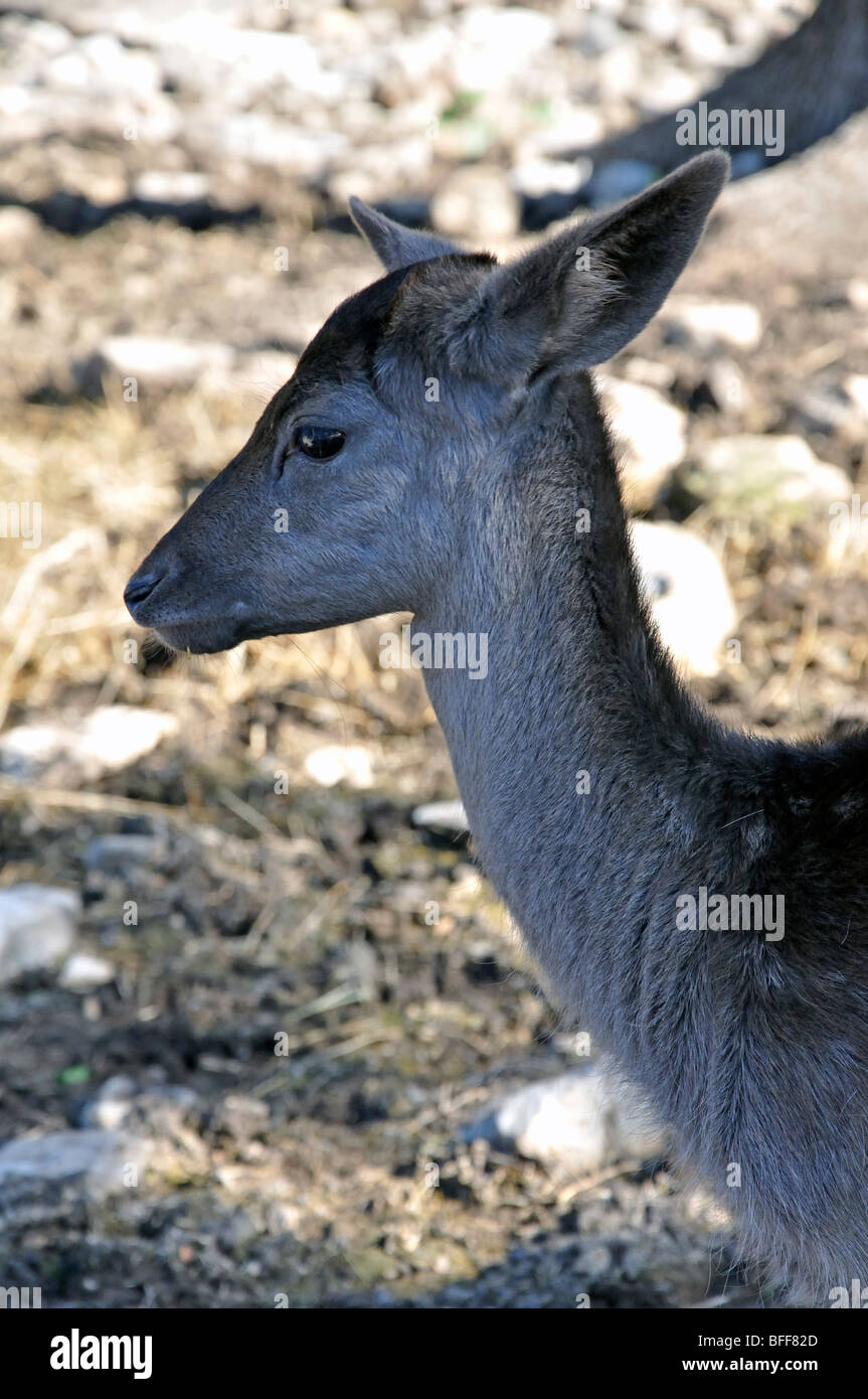 Formosan sika deer (Cervus nippon Stock Photo - Alamy