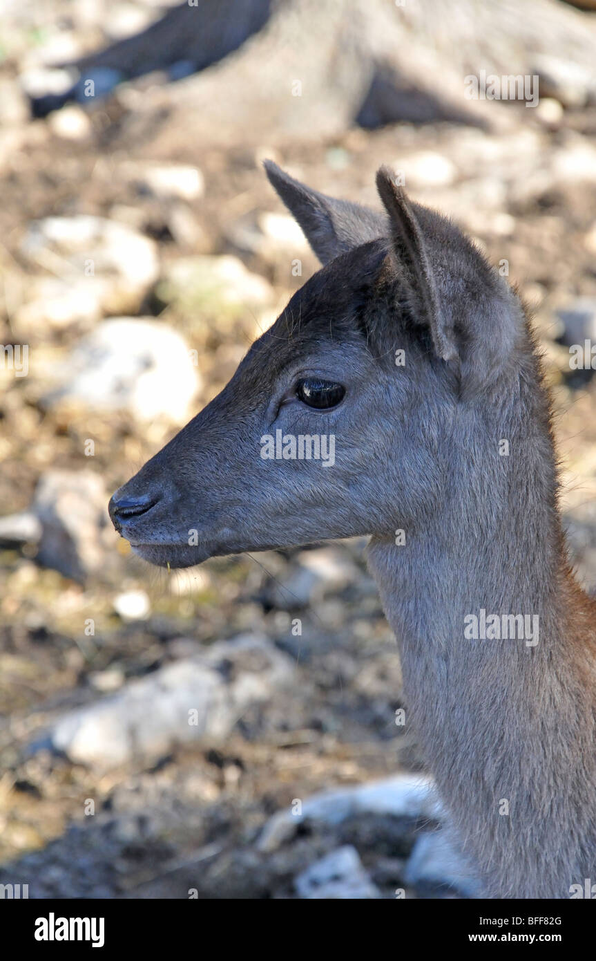 Formosan sika deer (Cervus nippon Stock Photo - Alamy