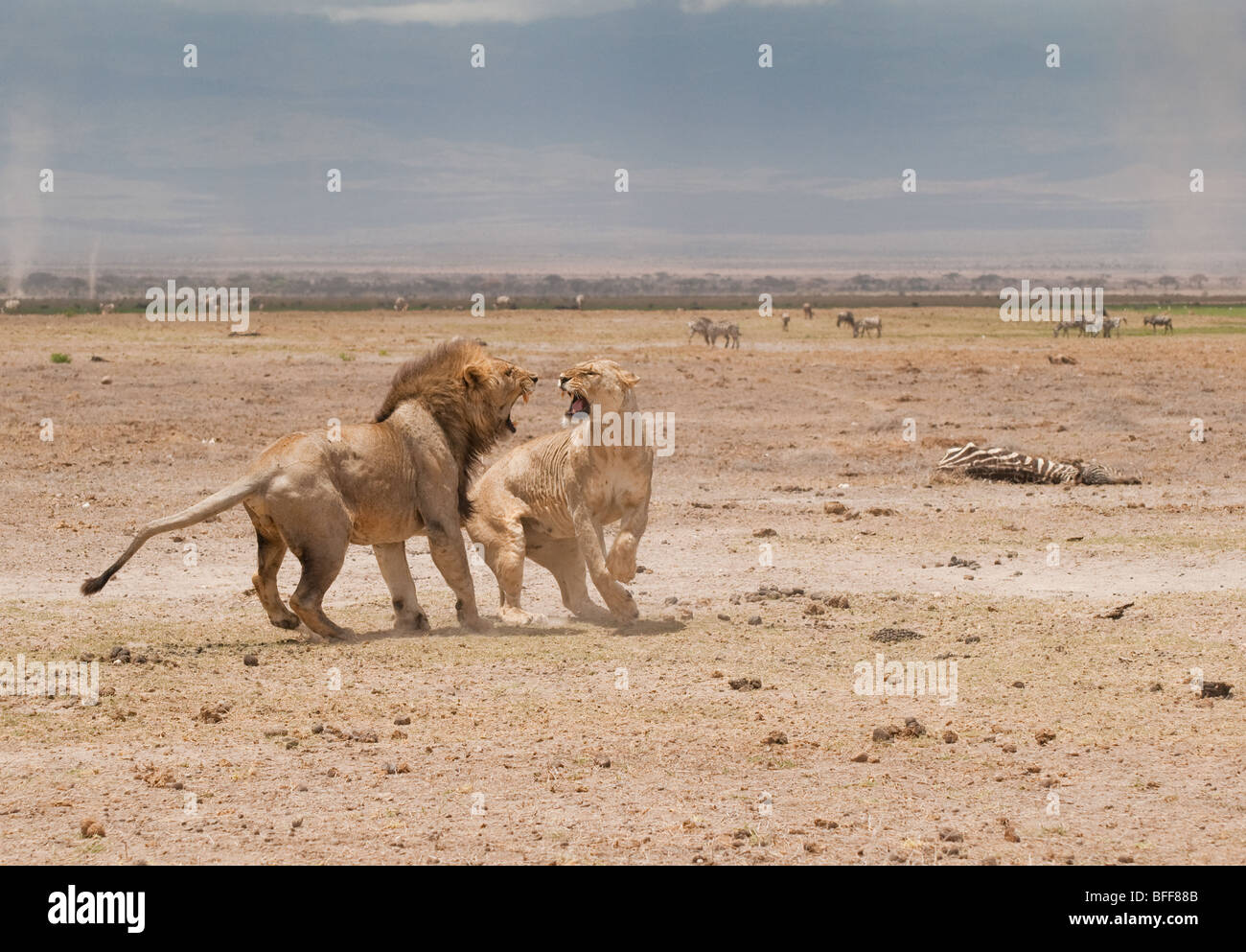 A mating pair of lions having a fight on an African plain, effects of ...