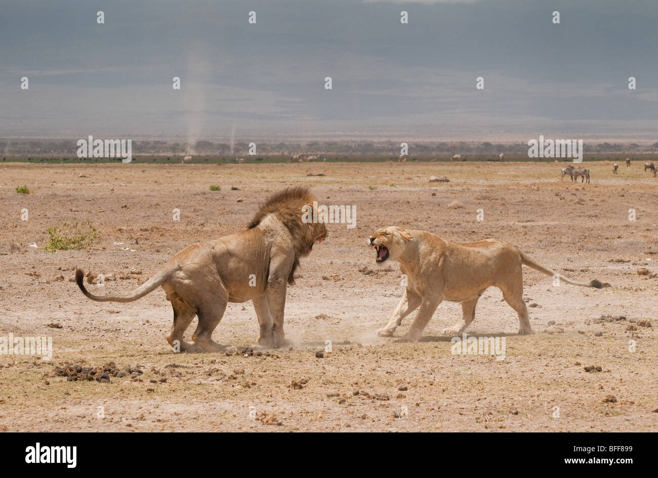 Effects Of Drought On Animals