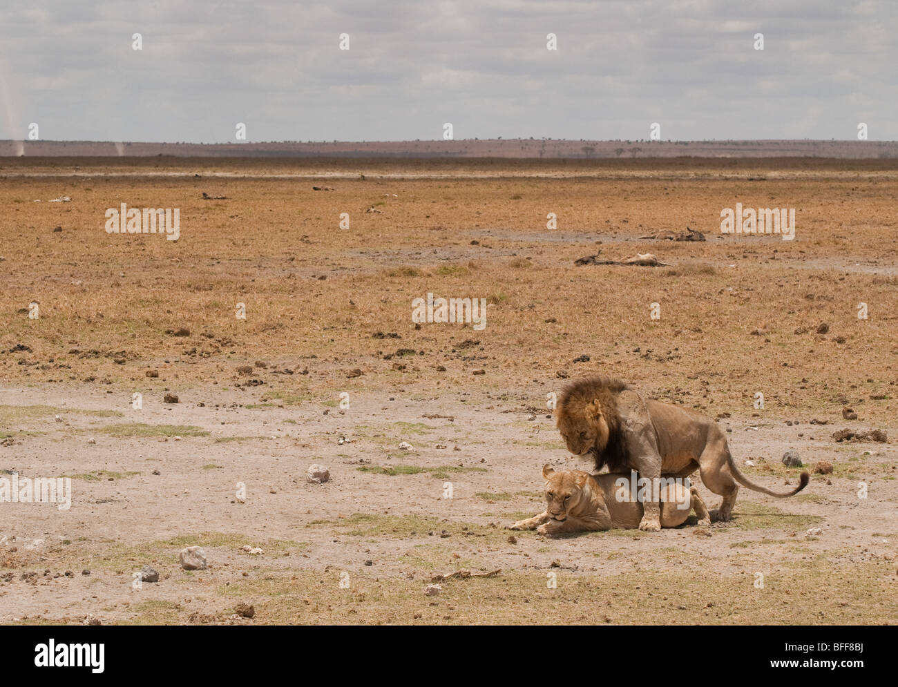 A landscape image of an African Plain in a drought with a Lion and ...