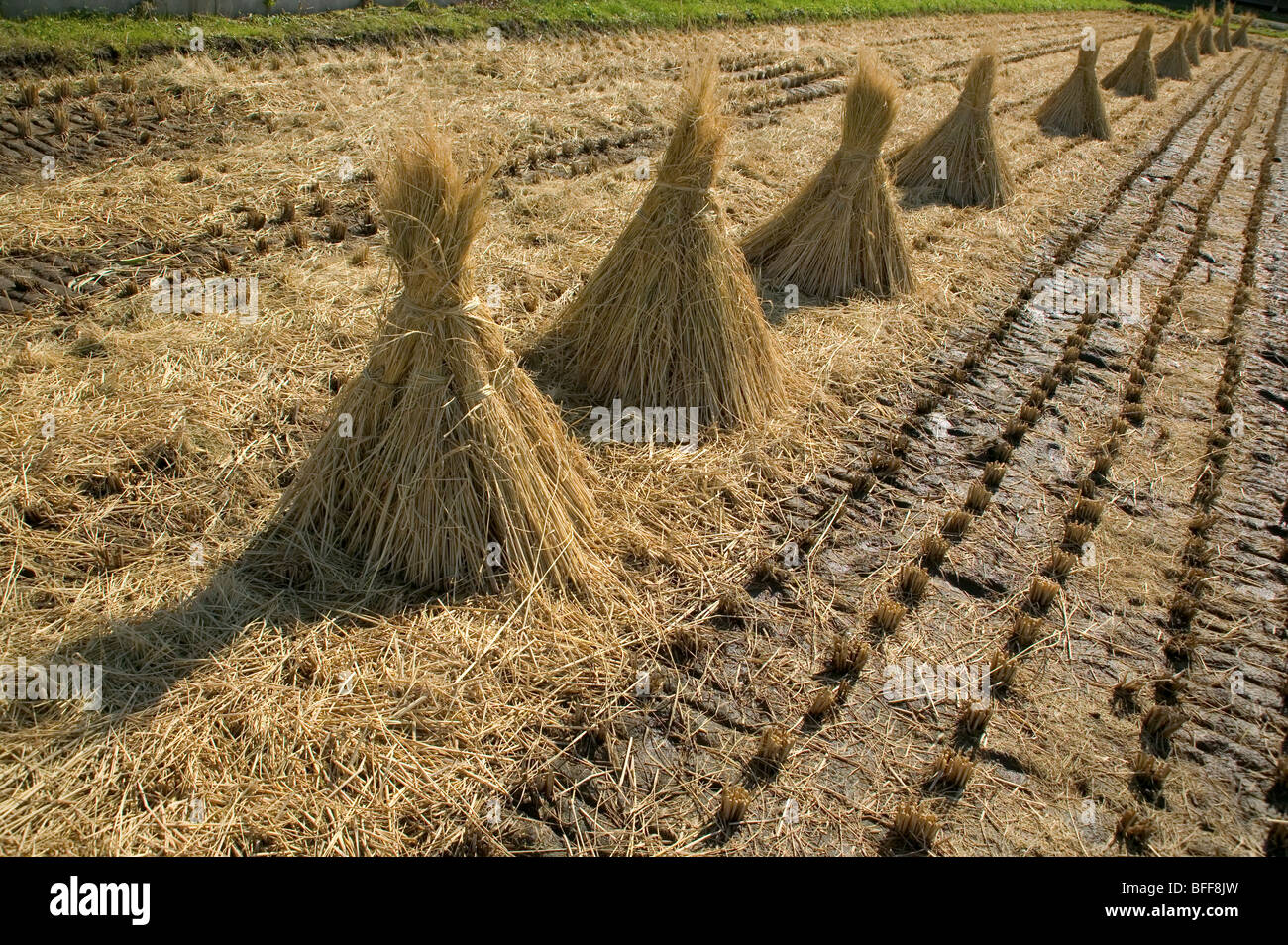 A harvested rice field at the end of the growing season in Morioka ...