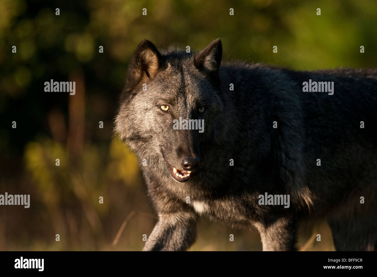Gray or timber wolf in the woods Stock Photo - Alamy