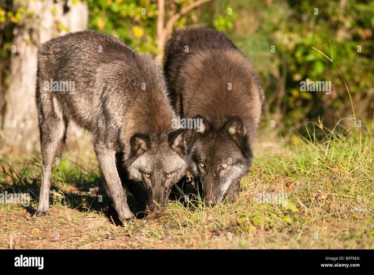 Pair Of Wolves High Resolution Stock Photography and Images - Alamy