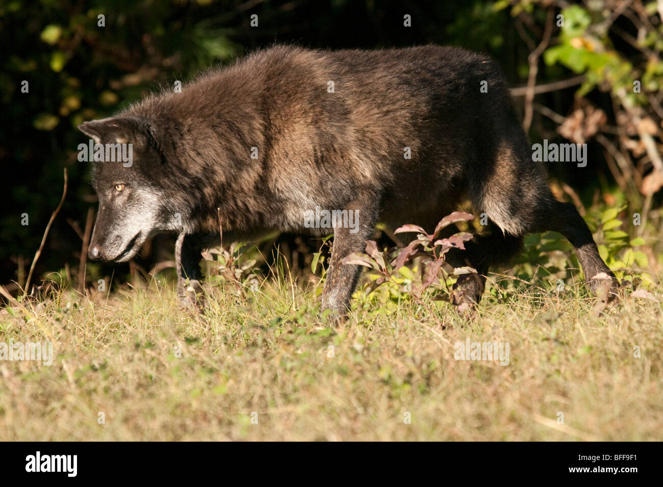 Timber or gray wolf stalking prey, head down Stock Photo - Alamy