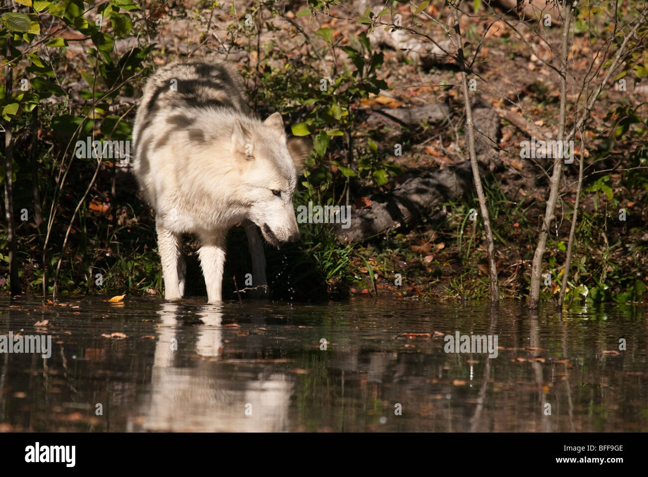 Light colored timber or gray wolf standing and taking a drink from a ...