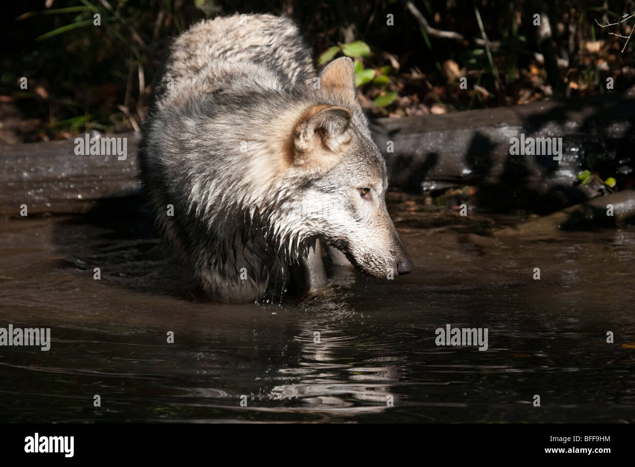 Gray or timber wolf wading in a small pond Stock Photo - Alamy