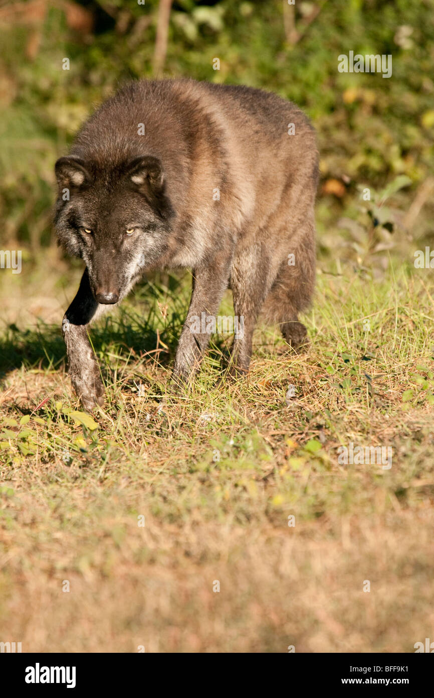 Gray or timber wolf, head lowered walking in the woods Stock Photo - Alamy