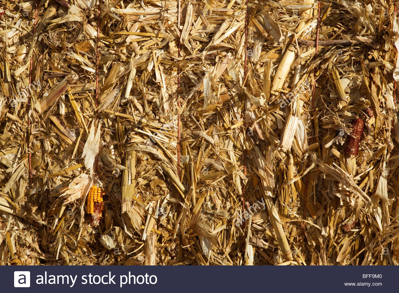 Dried Corn Field High Resolution Stock Photography and Images - Alamy