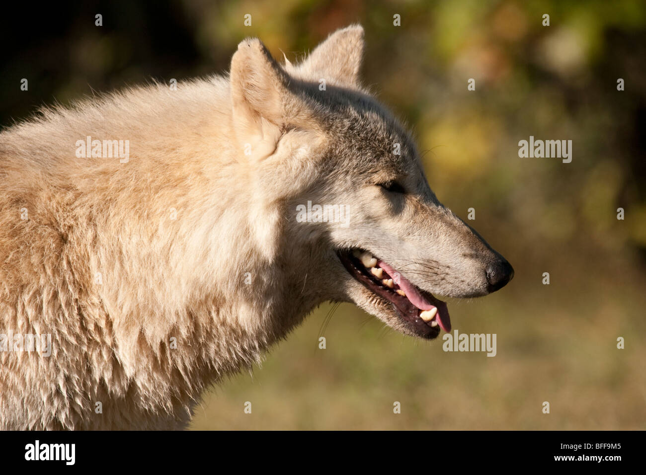 Light colored timber or gray wolf in profile Stock Photo - Alamy