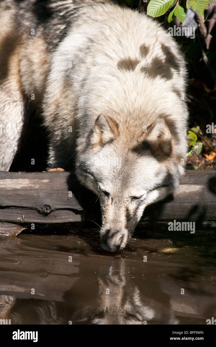 Timber, or gray, wolf takes a drink from a small pond Stock Photo - Alamy