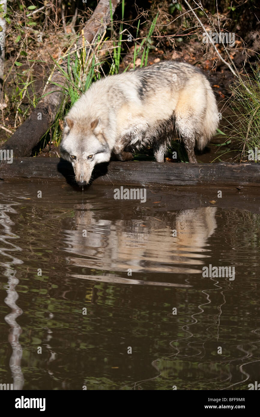 Gray Wolves Drinking Water