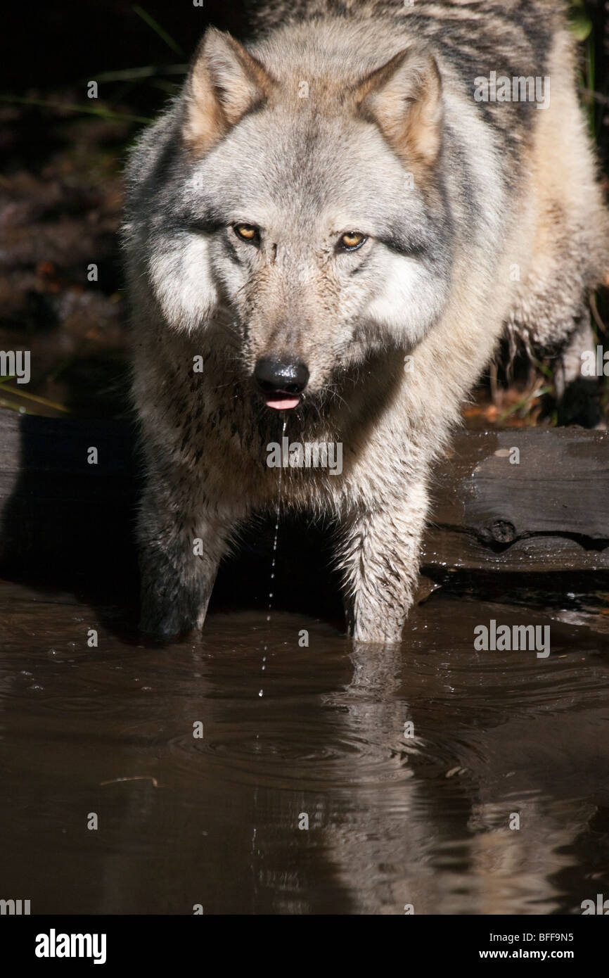 Wet Wolf High Resolution Stock Photography and Images - Alamy
