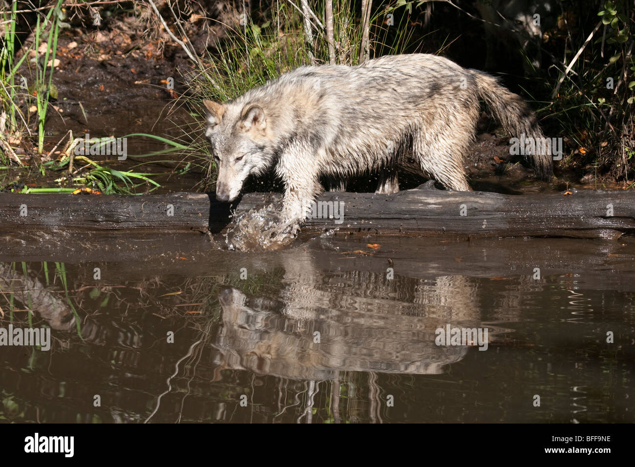 Timber, or gray, wolf splashes a paw into a small pond Stock Photo - Alamy
