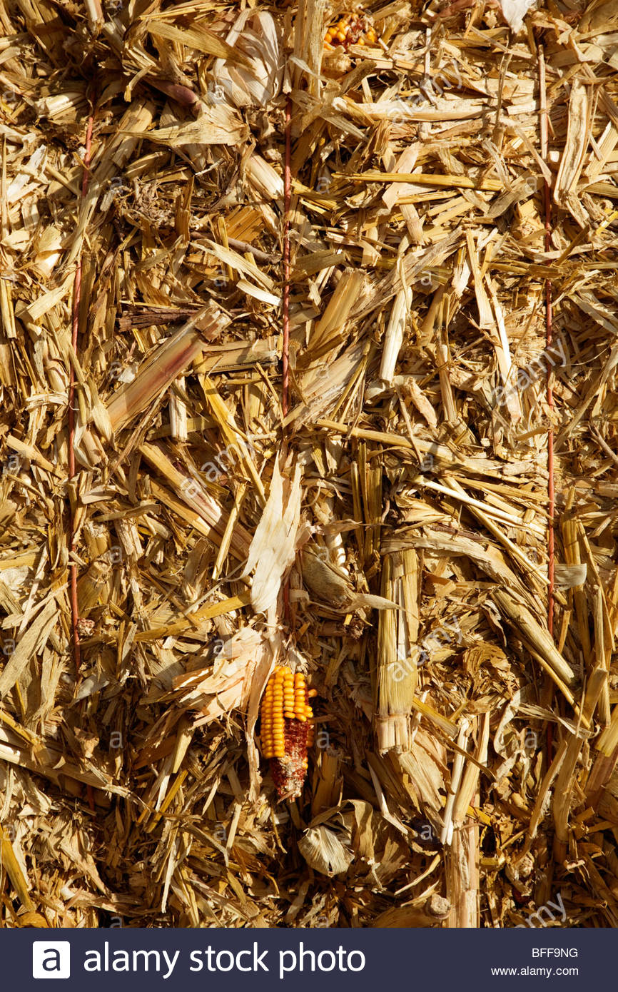 Dry Field Of Corn High Resolution Stock Photography and Images - Alamy