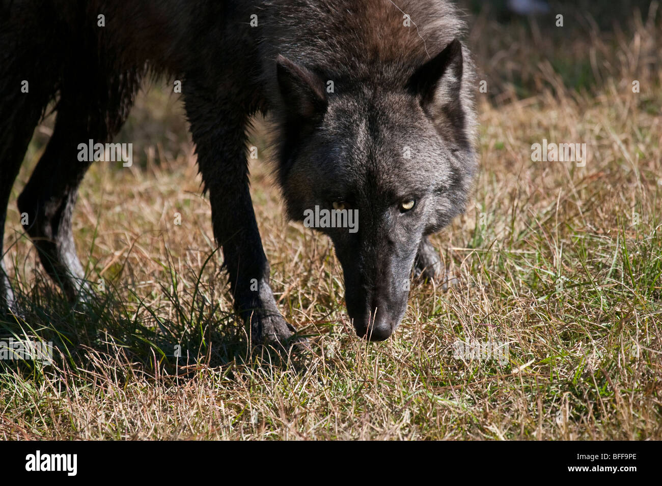 Timber, or gray, wolf, head lowered staring straight at the viewer ...