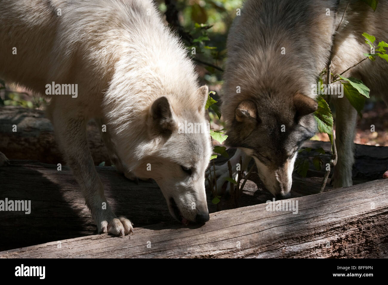 Looking fallen prey hi-res stock photography and images - Alamy